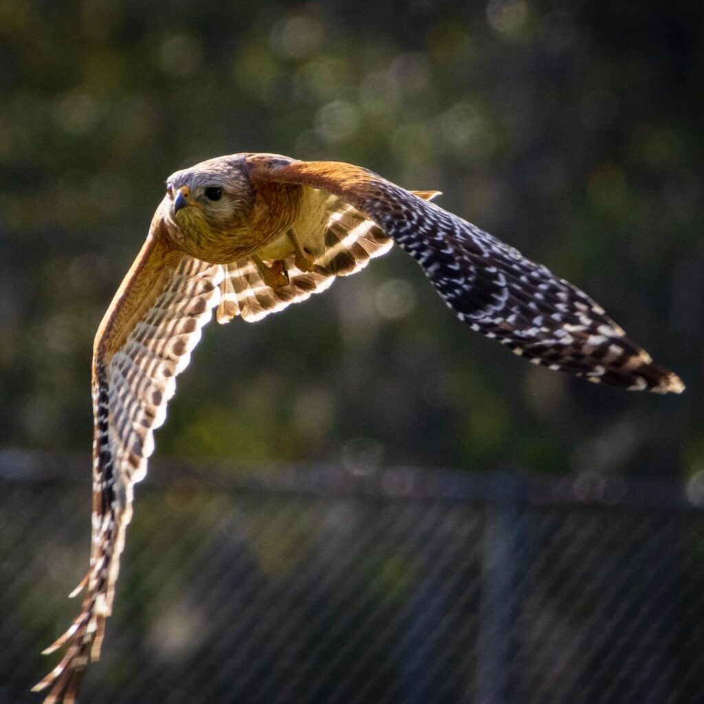 Bird Photography: Top Techniques and Tips for Canon EOS R7 ...